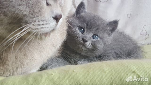 Голубые британцы