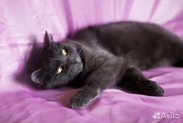Серо-голубая кошка, 1 год