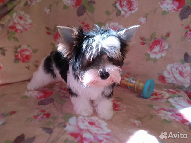 Кобелёк 3 мес Вуди Аллен;)