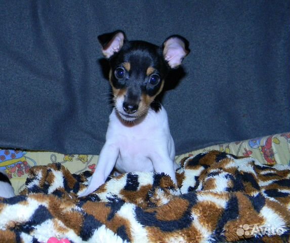 Мальчики американского той-фокстерьера