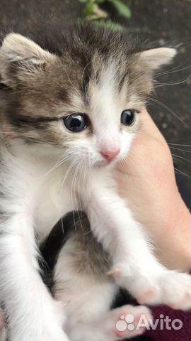 Котята в самые добрые руки, мальчик и девочка