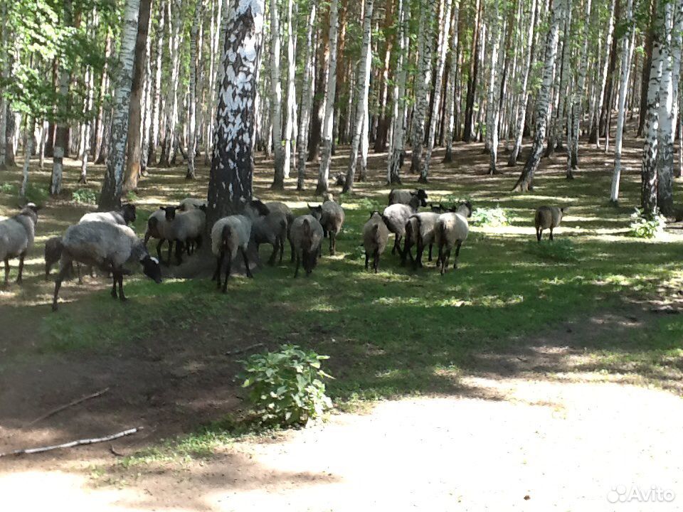 Овцы