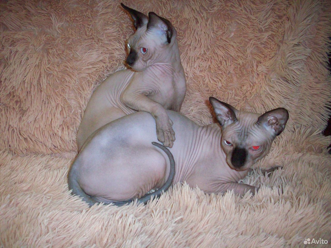 Канадский сфинкс