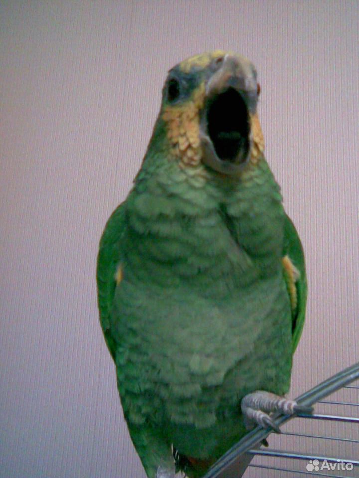 Венесуэльский Амазон