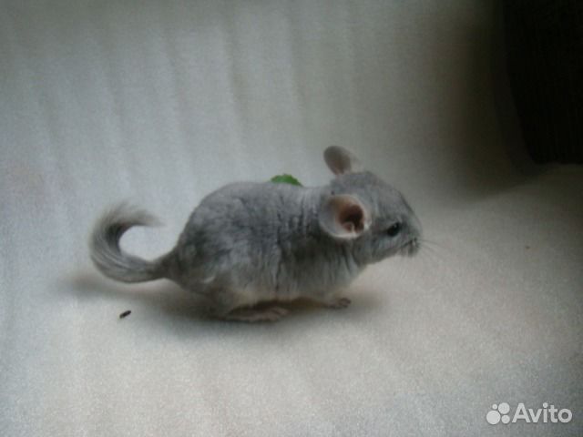 Маленькие шиншиллы