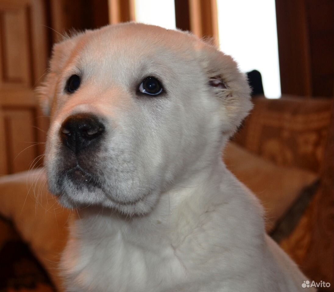 Щенки азиатики 2 мес