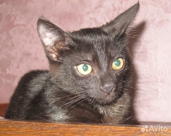 Чёрный котик-подросток Дёма в дар