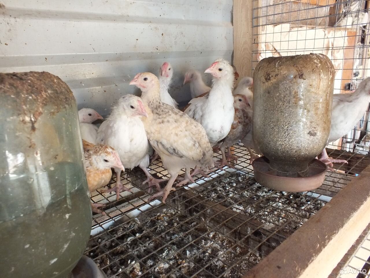 Месячные петушки разных пород