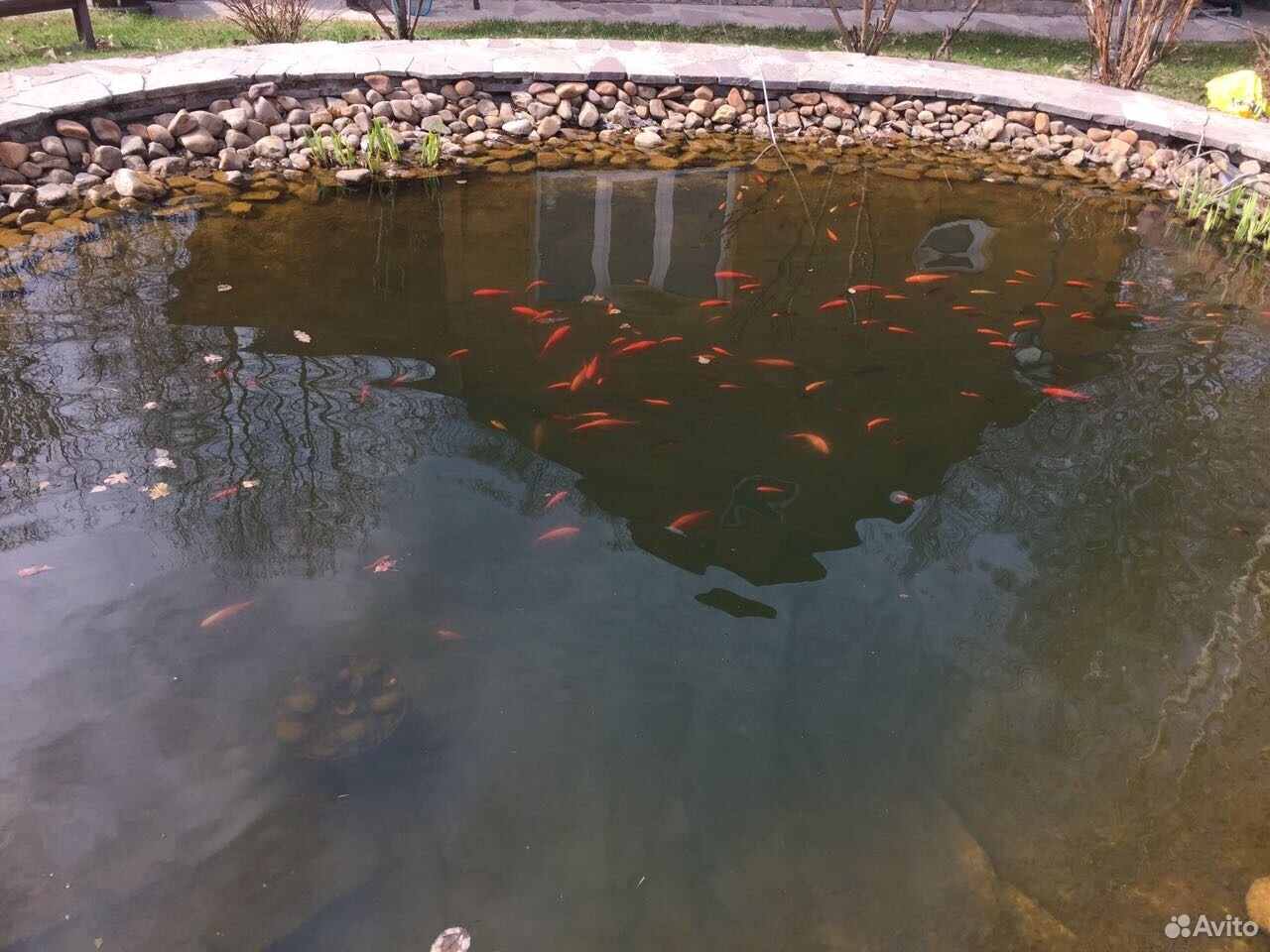 Карась золотой