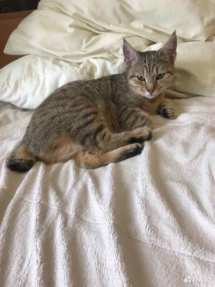 Котята пиксибоб