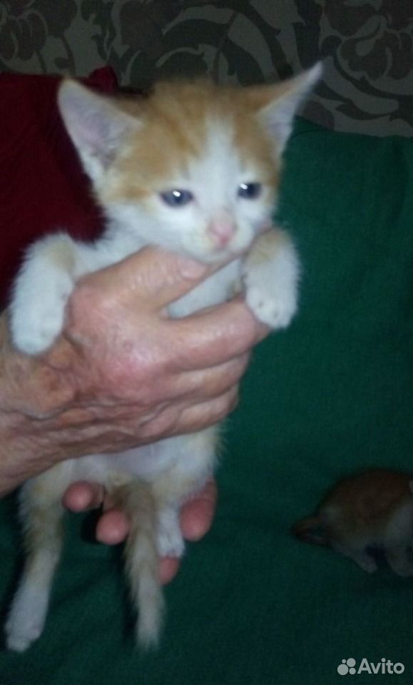 Плюшевые рыжие котята в поисках хозяина