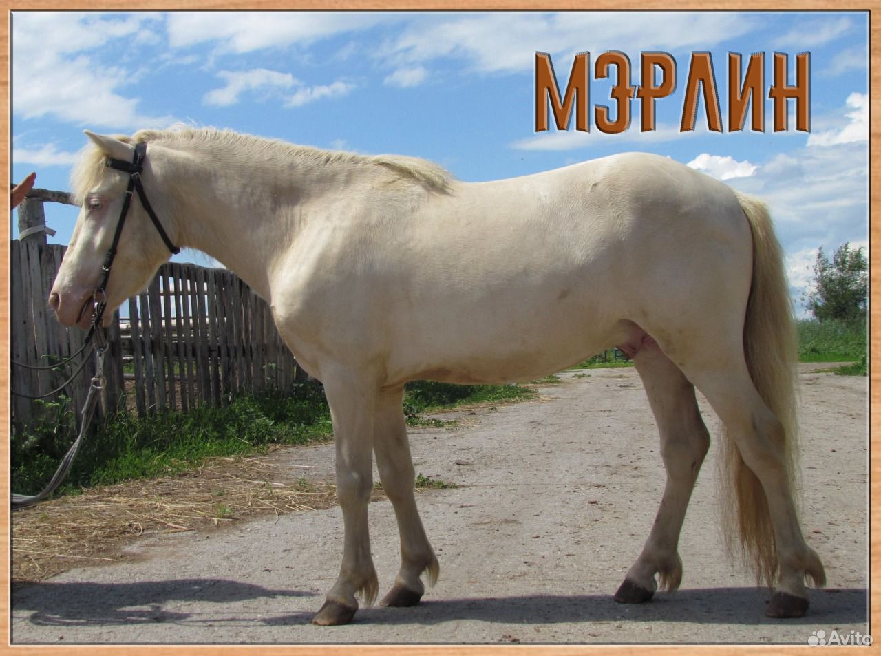 Жеребец пони приглашает на случку