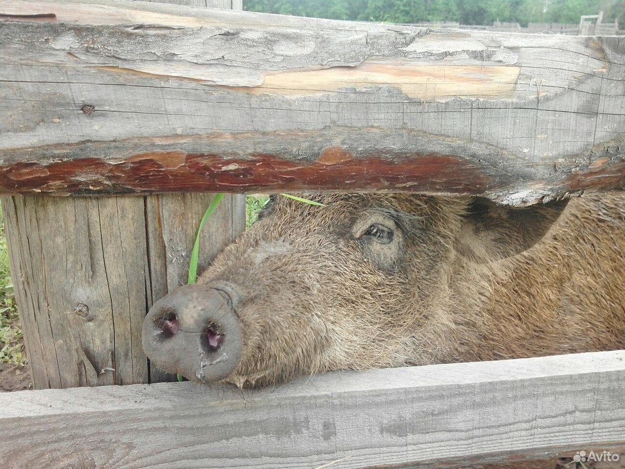 Вьетнамские вислобрюхие поросята