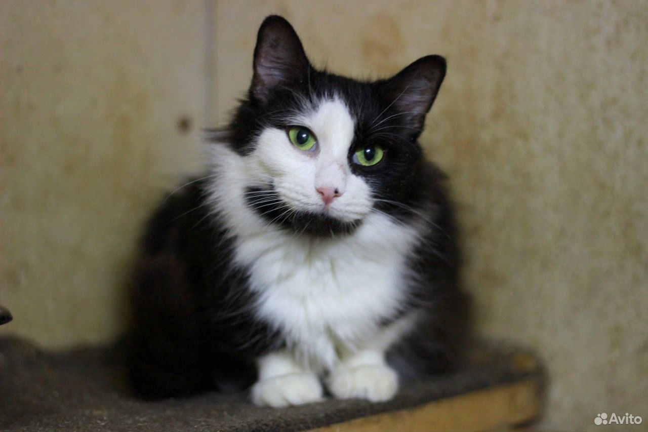 Шахматная кошечка