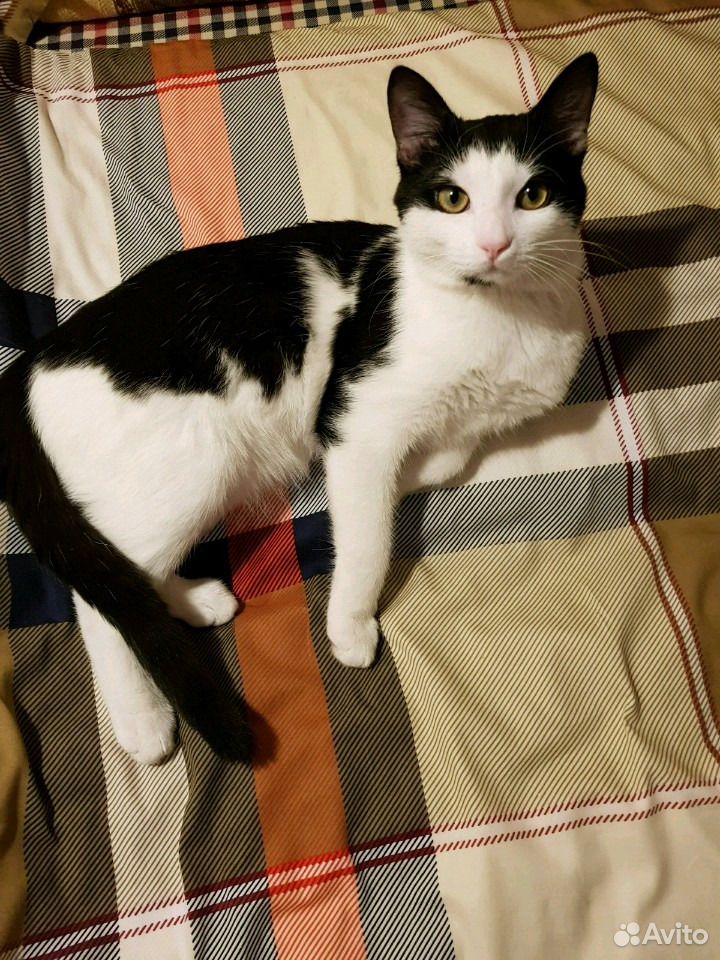 Котенок Сенечка ласковый 11мес метис привит,кастра