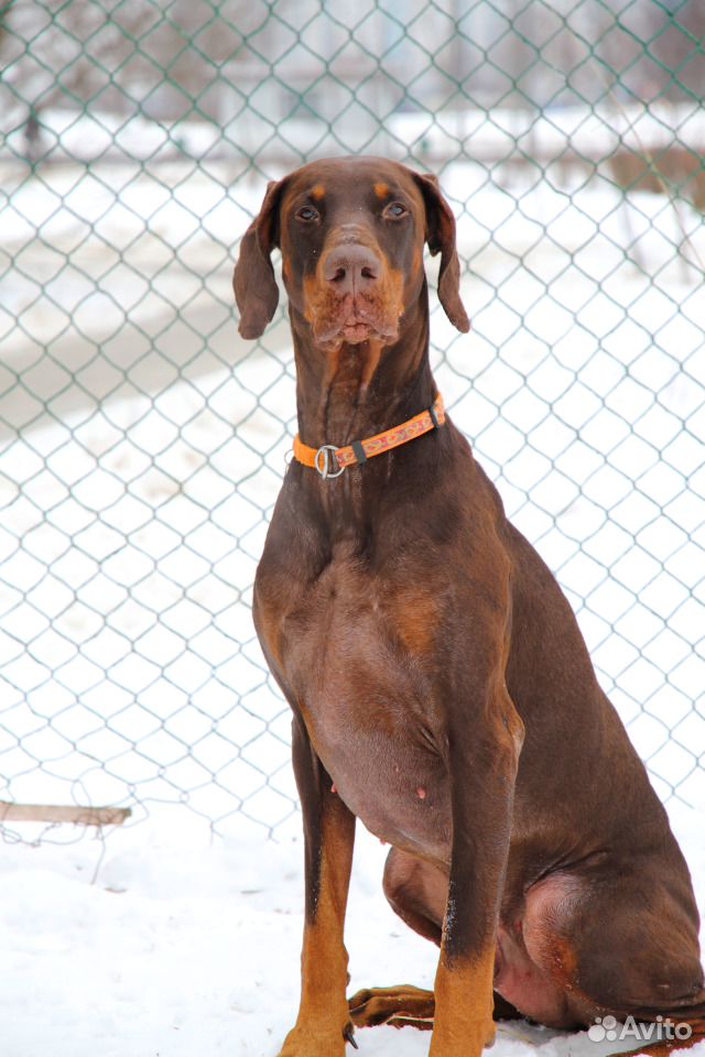 Эмир - коричневый доберман в поисках нового дома