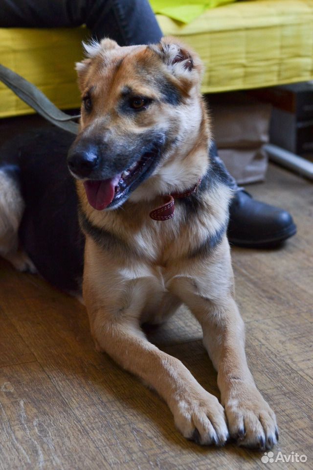 Обаятельная собака Саррочка