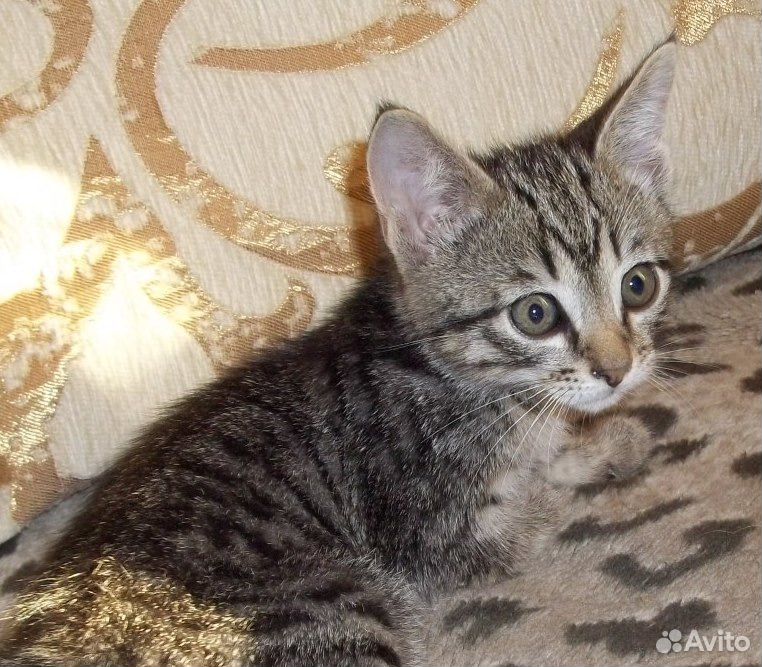 Полосатика в дар