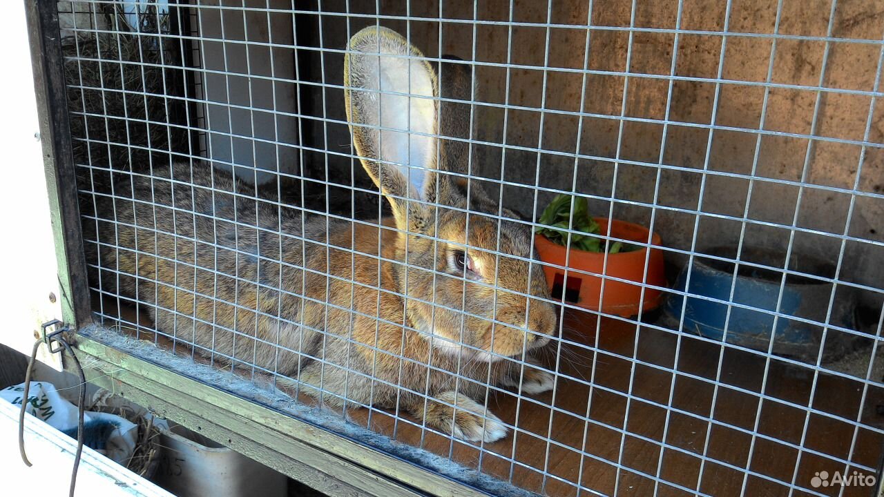 Крольчата крупных кроликов