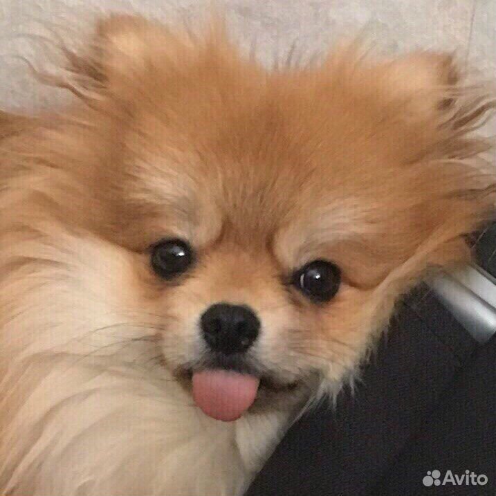 Вязка Шпиц Рич ждёт невесту