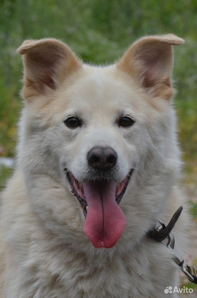 Тимон в добрые руки