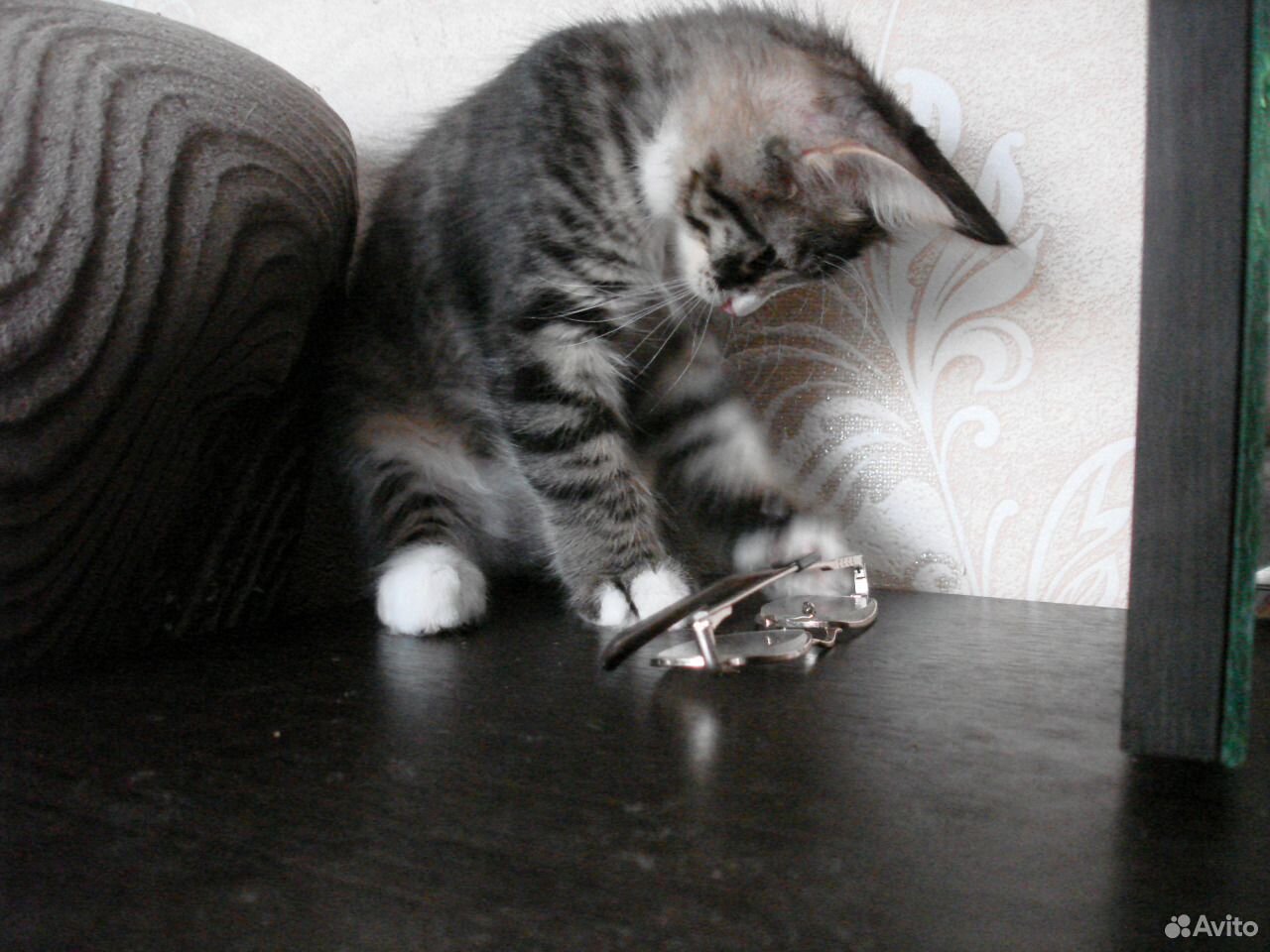 Котёнок Том