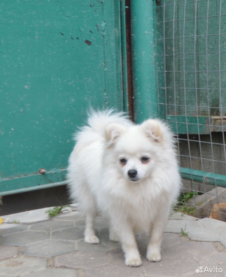 Белая подрощенная сука 8 мес. Видео