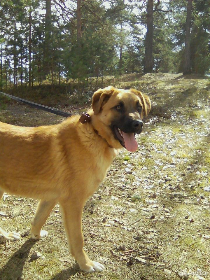 Рыжий парень ждёт хозяина