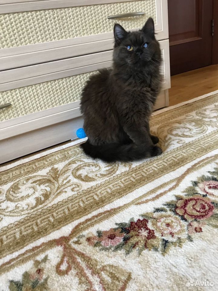 Отдаем в добрые руки персидского котика