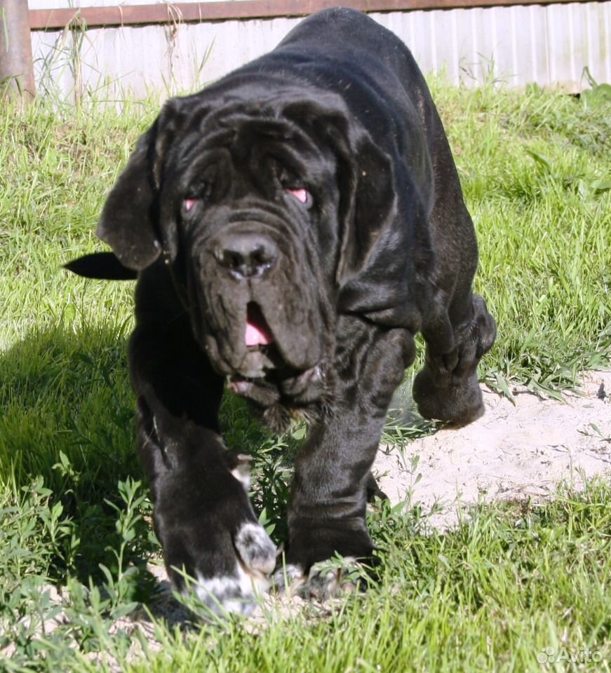 Щенки неаполитанского мастифа