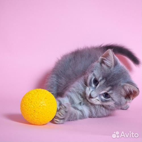Добродушно- игрательное существо,котик