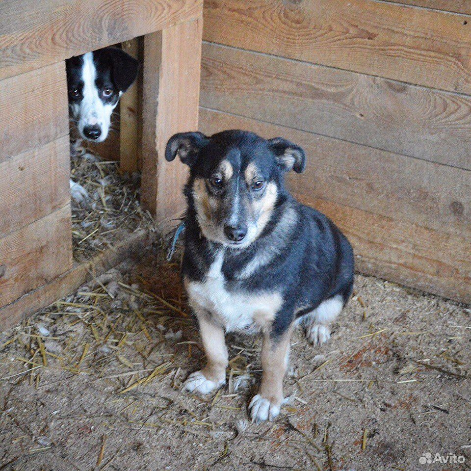 Небольшой кобелек в дар