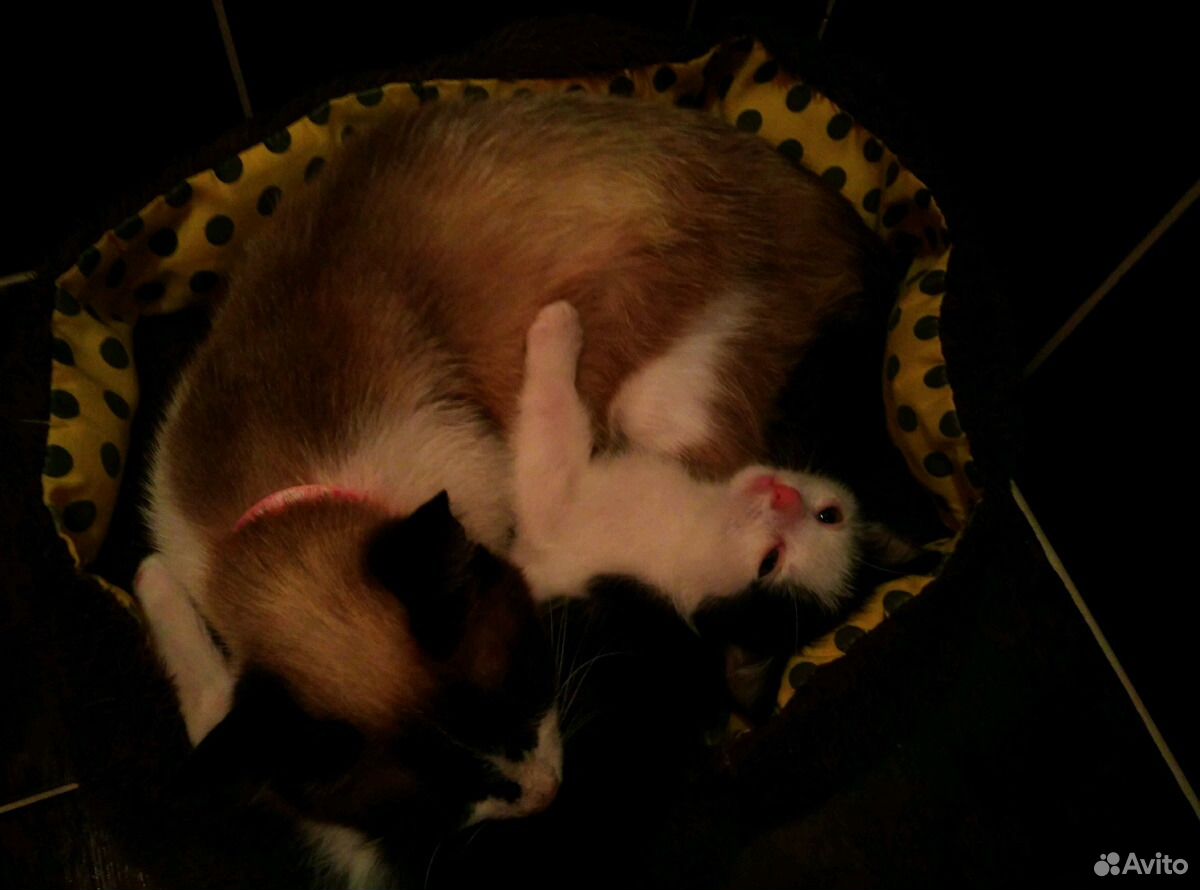 Гостиница для кошек и котов, котят.Москва. Передеж