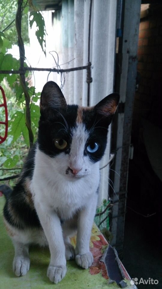 Трехшерстная кошка с разными глазами ищет хозяев