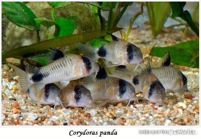 Сомики Панда, Пигмей, Джули, Лорикария и др