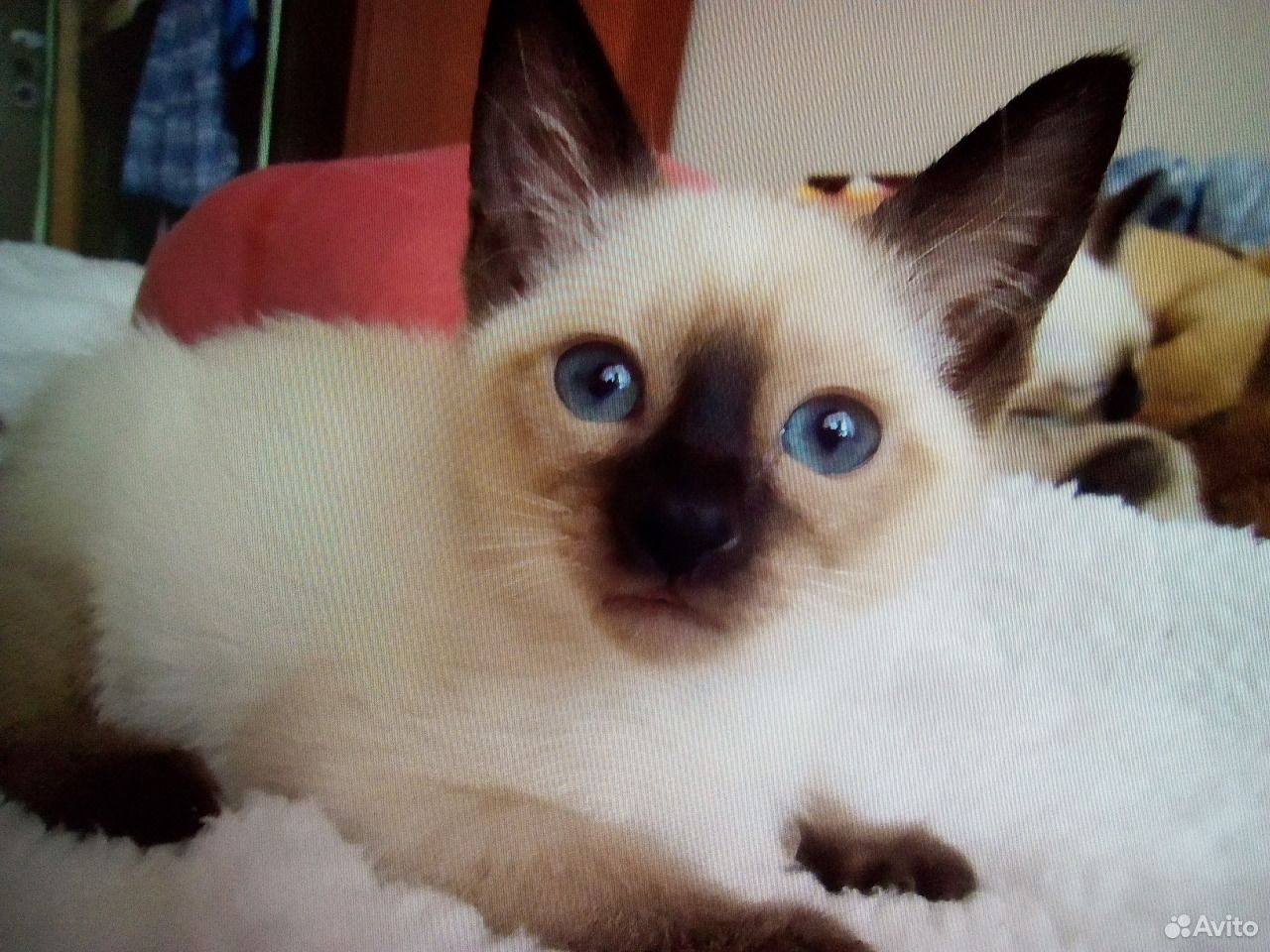 Сиамские котята