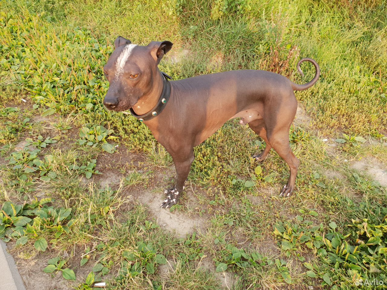 Случка Ксоло кобель