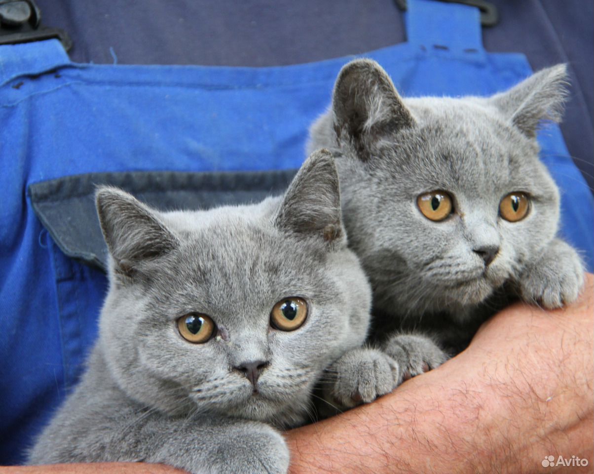 Чистокровные британцы