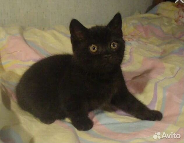 Красивый котёнок в лар