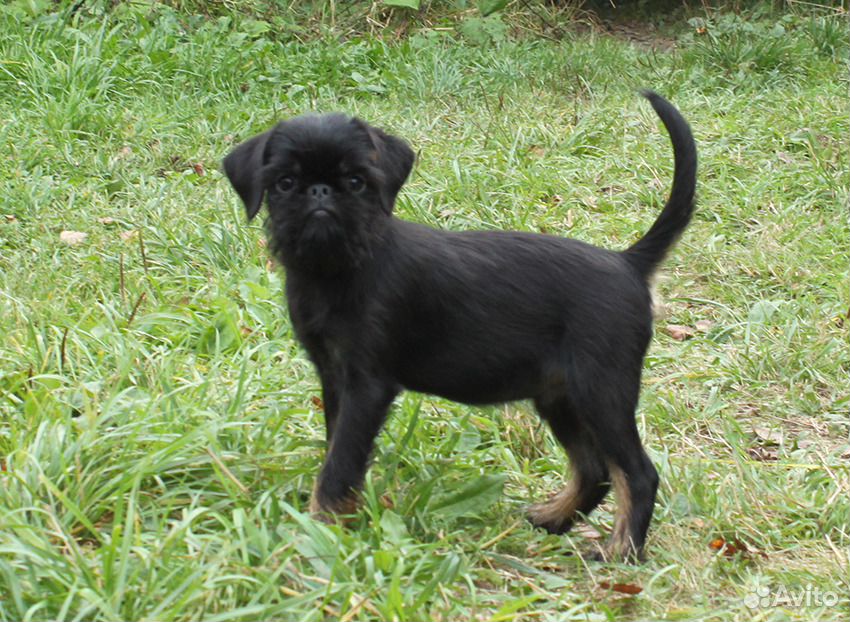 Щенки Бельгийского гриффона и пти-брабансоны