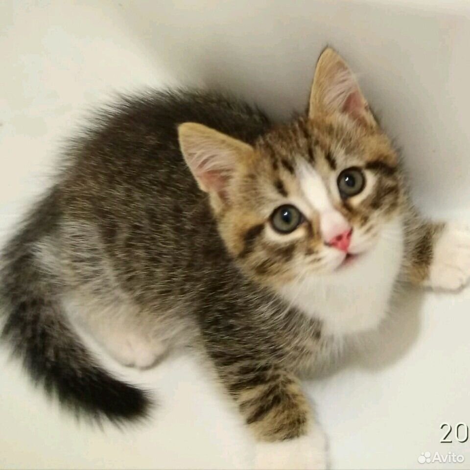 Котенок метис