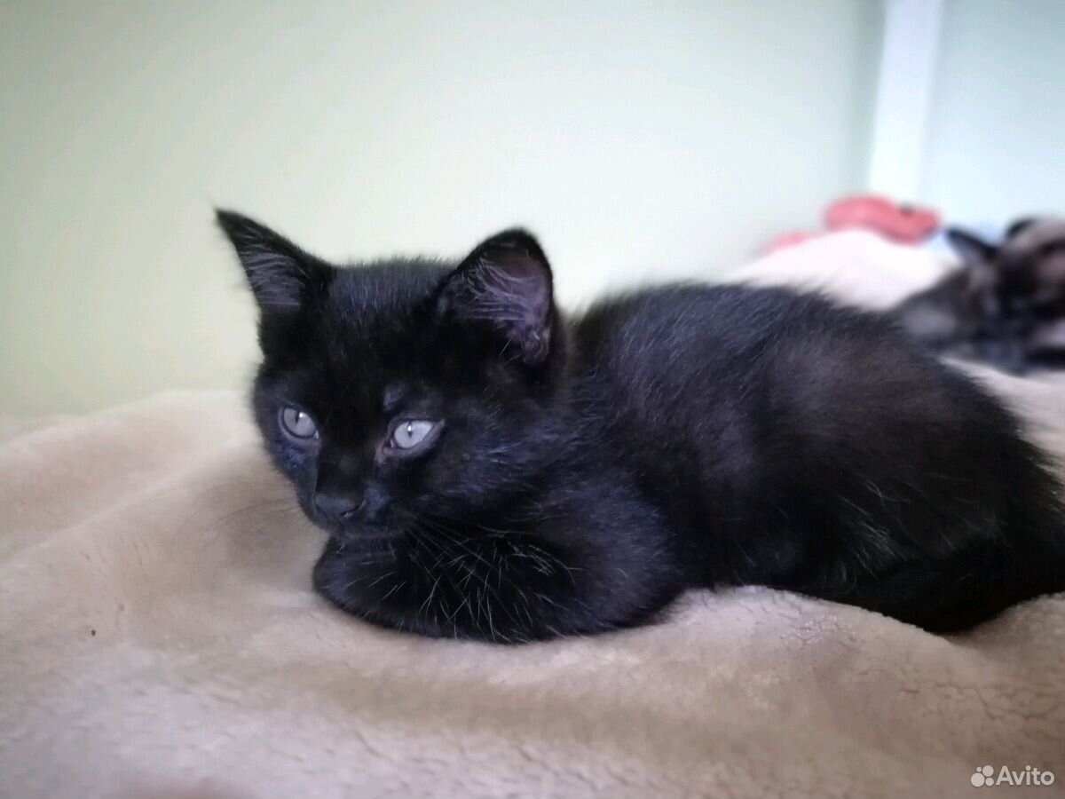 Котенок, метис