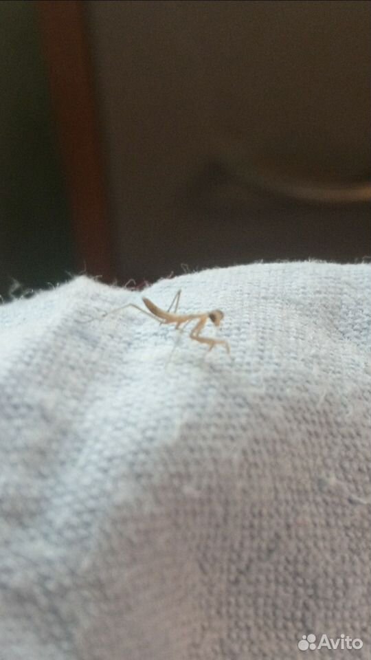 Детеныши богомола