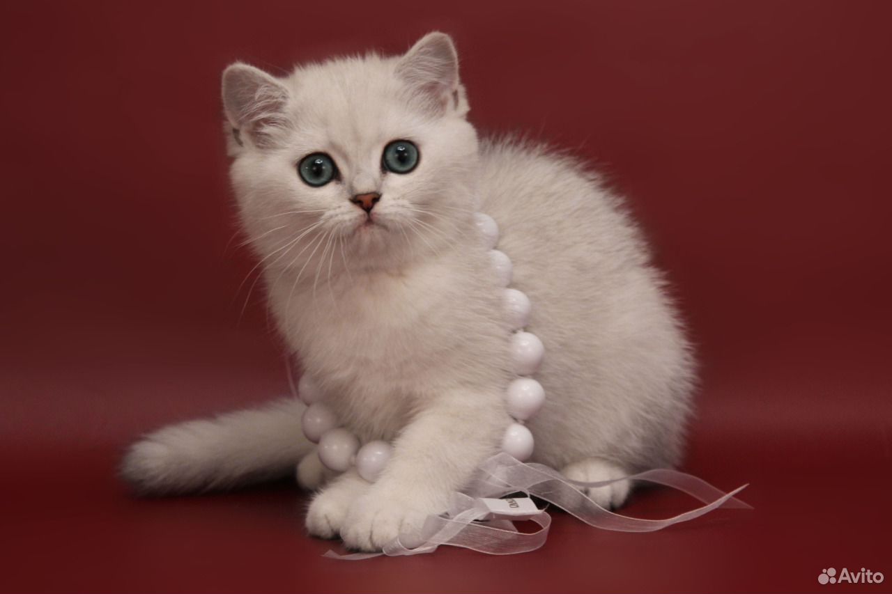 Снежно серебристые котята