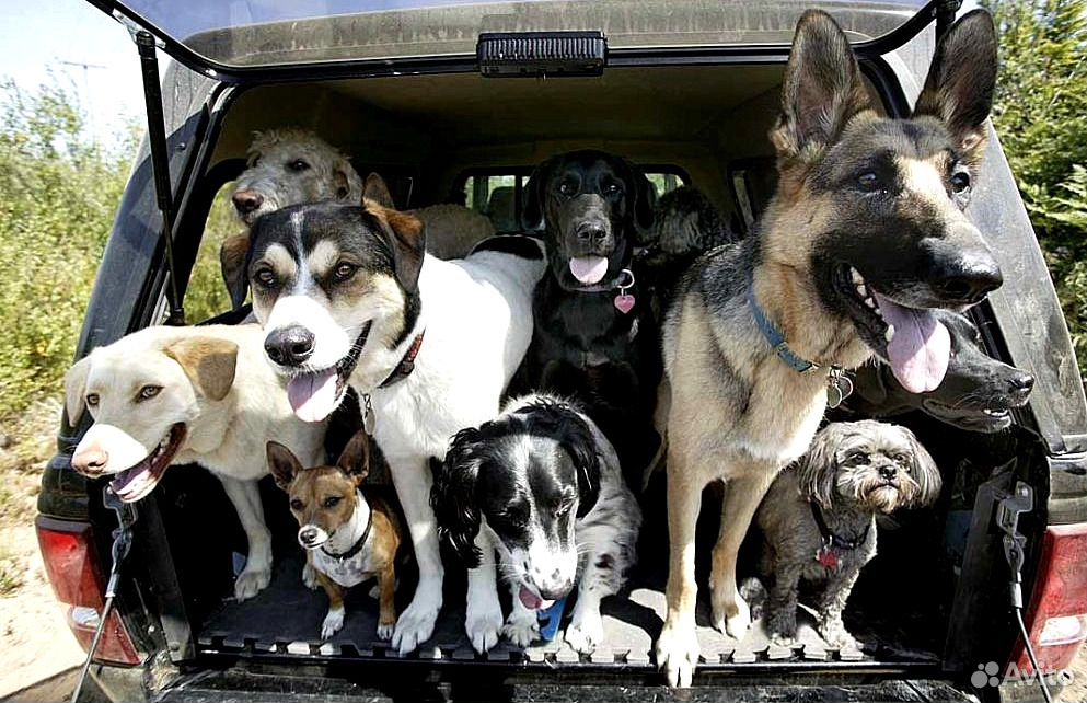 Щенки от породистых родителей, Разные