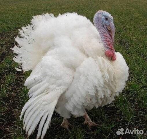 Индюки на племя