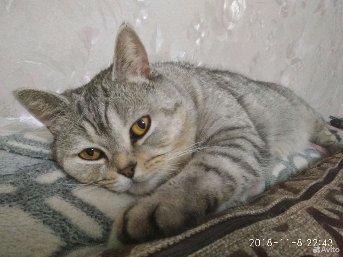 Вязка с шотландским котом