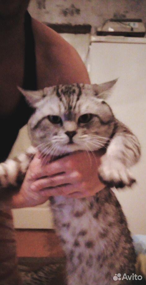 Вязка. Кот Британец Мраморный
