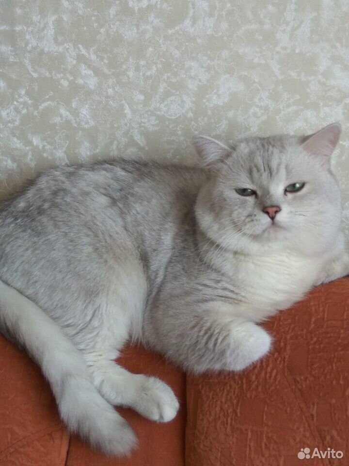 Вязка с британцем