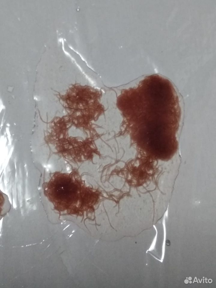 Живой корм Аулофорус